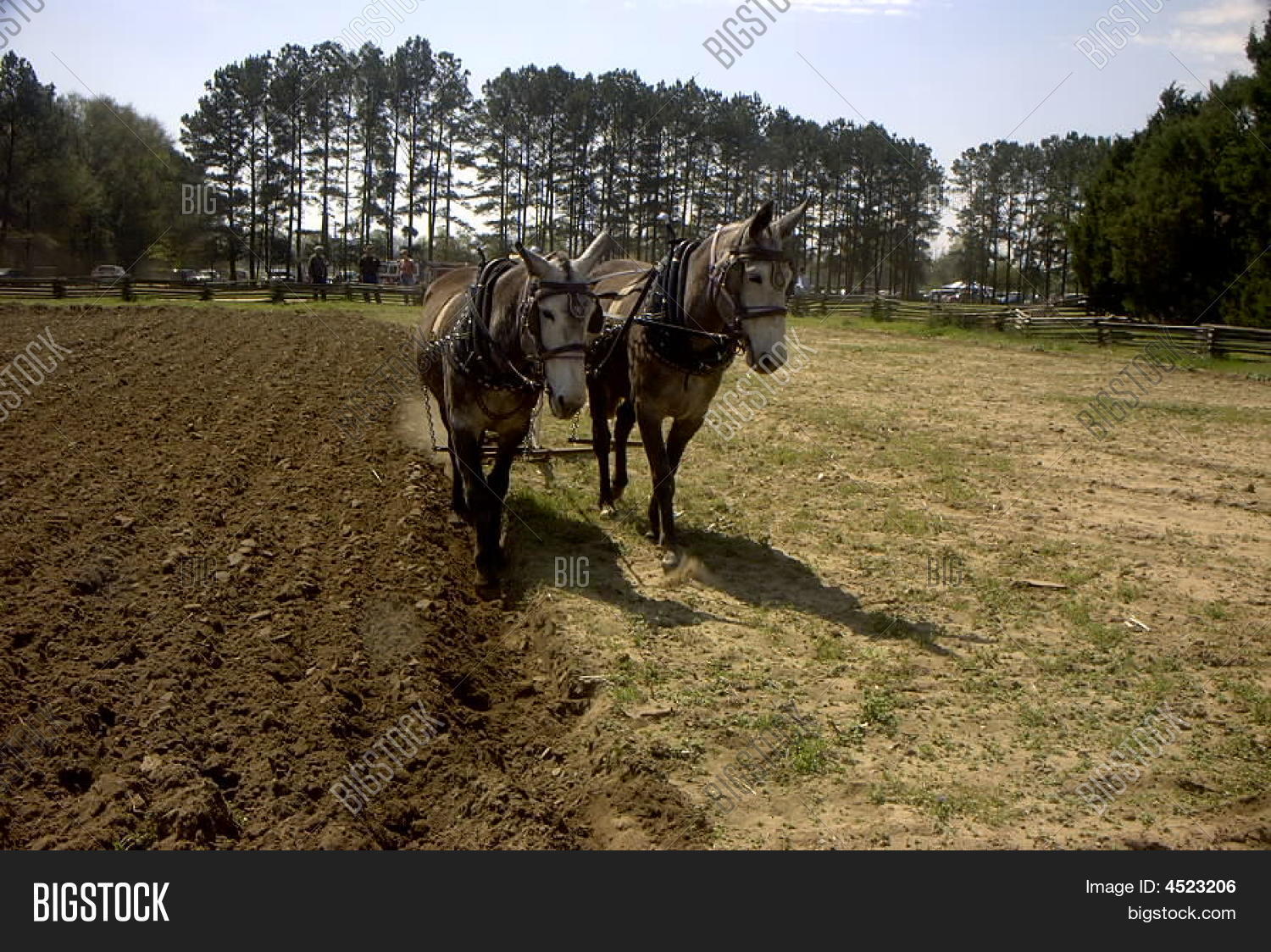 Mules Plowing Image & Photo (Free Trial) | Bigstock