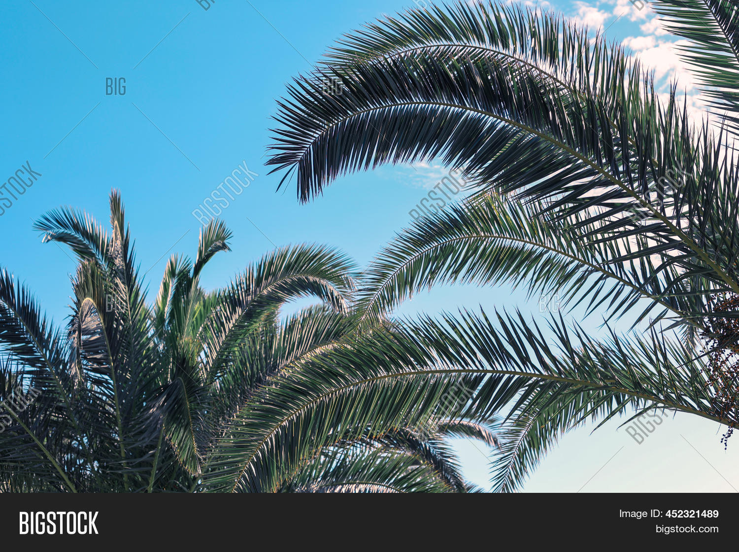 Low Saturation Green Image & Photo (Free Trial) | Bigstock