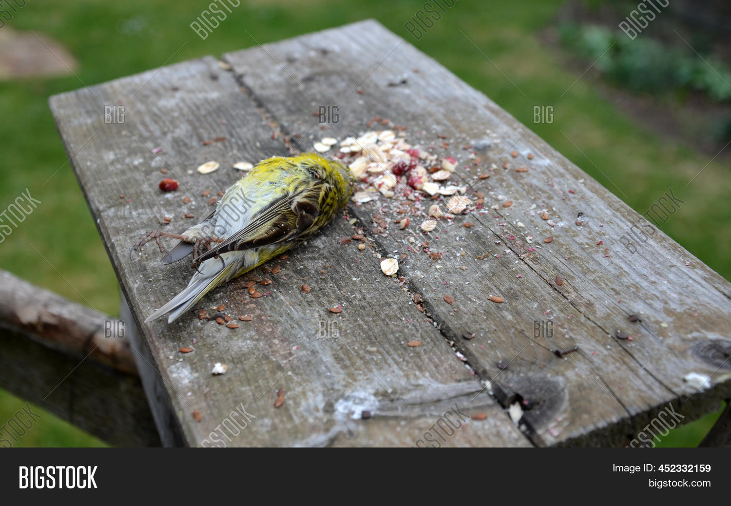 Feeding Birds. Spoiled Image & Photo (Free Trial) | Bigstock