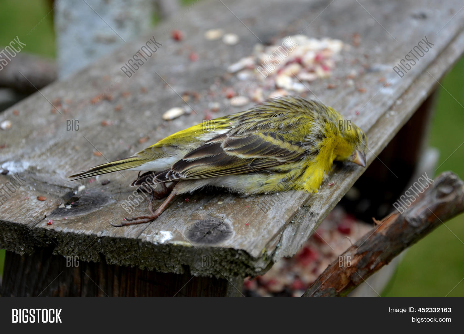 Feeding Birds. Spoiled Image & Photo (Free Trial) | Bigstock