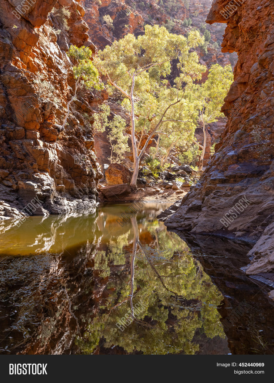 Ghost Gum Reflection Image & Photo (Free Trial) | Bigstock