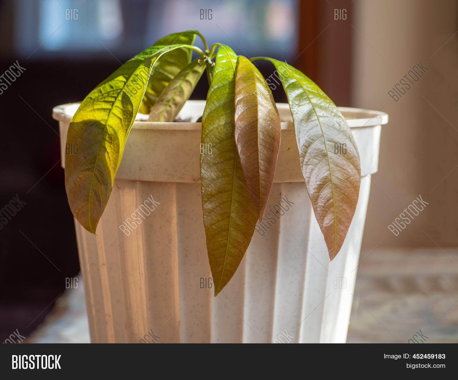 Small Mango Tree Has Image & Photo (Free Trial) | Bigstock