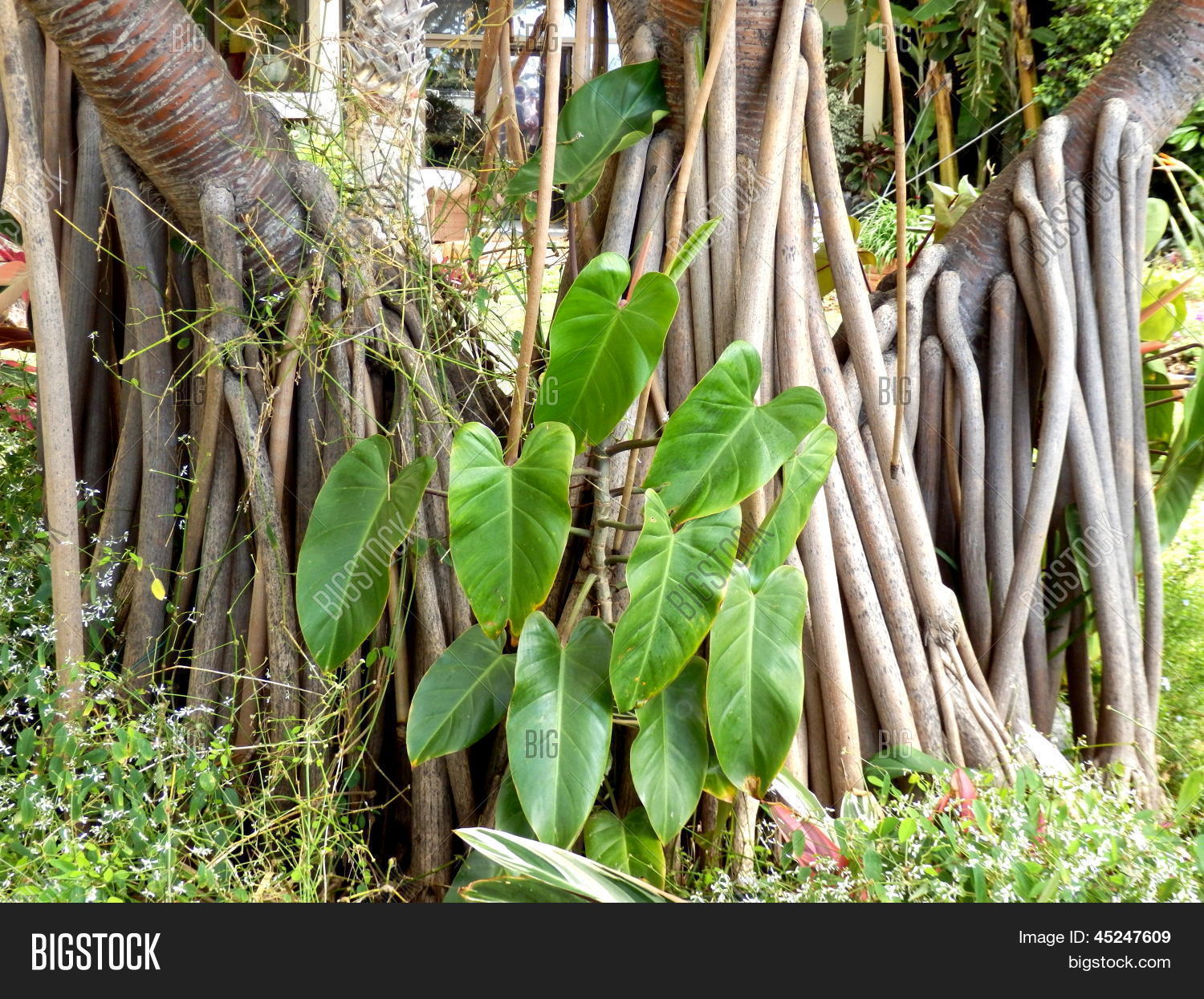 Screwpine Aka Pandanus Image & Photo (Free Trial) | Bigstock