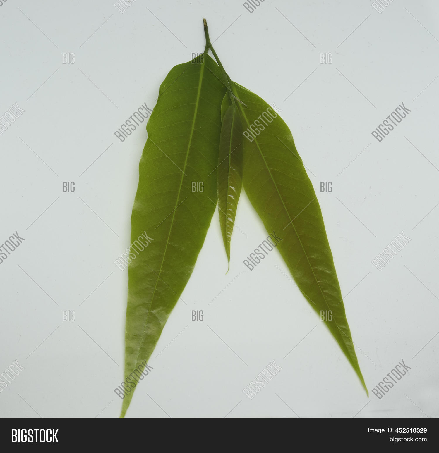 Polyalthia Longifolia Image & Photo (Free Trial) | Bigstock