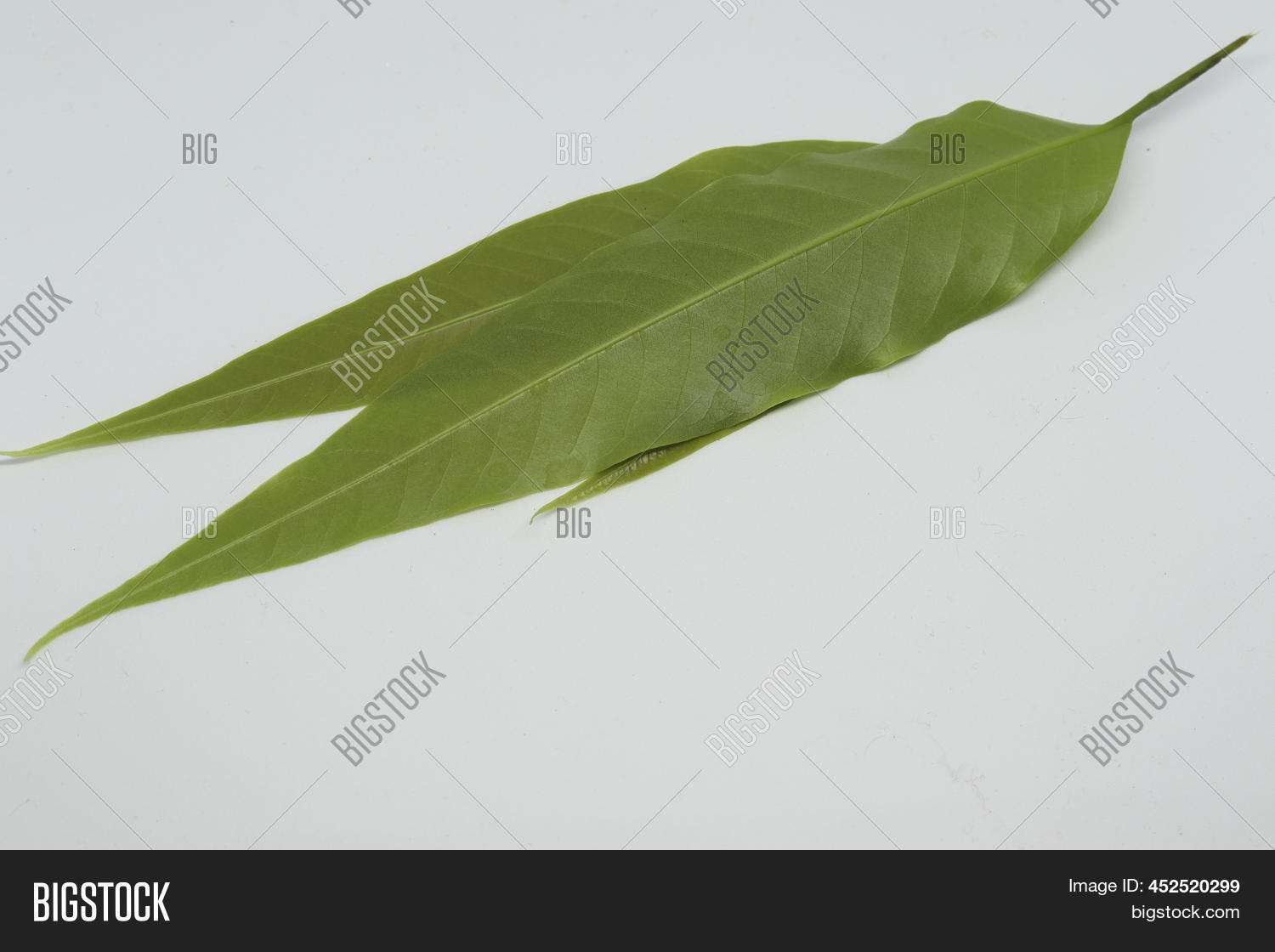 Polyalthia Longifolia Image & Photo (Free Trial) | Bigstock