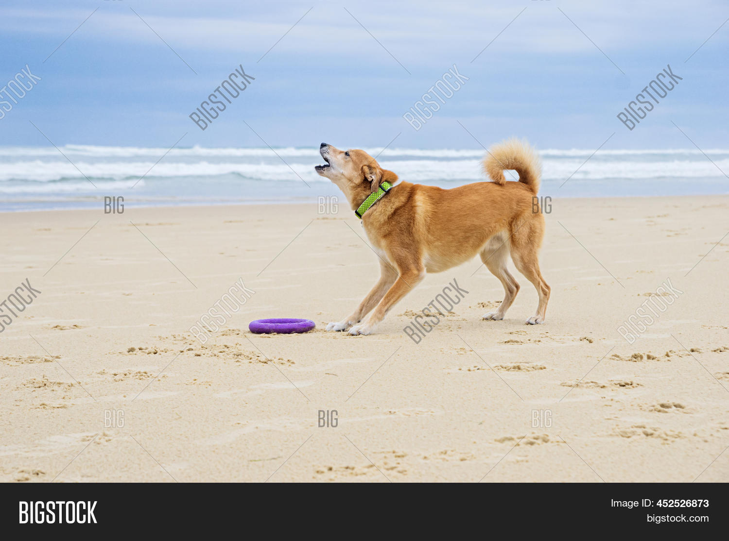 Portrait Dog On Beach Image & Photo (Free Trial) | Bigstock