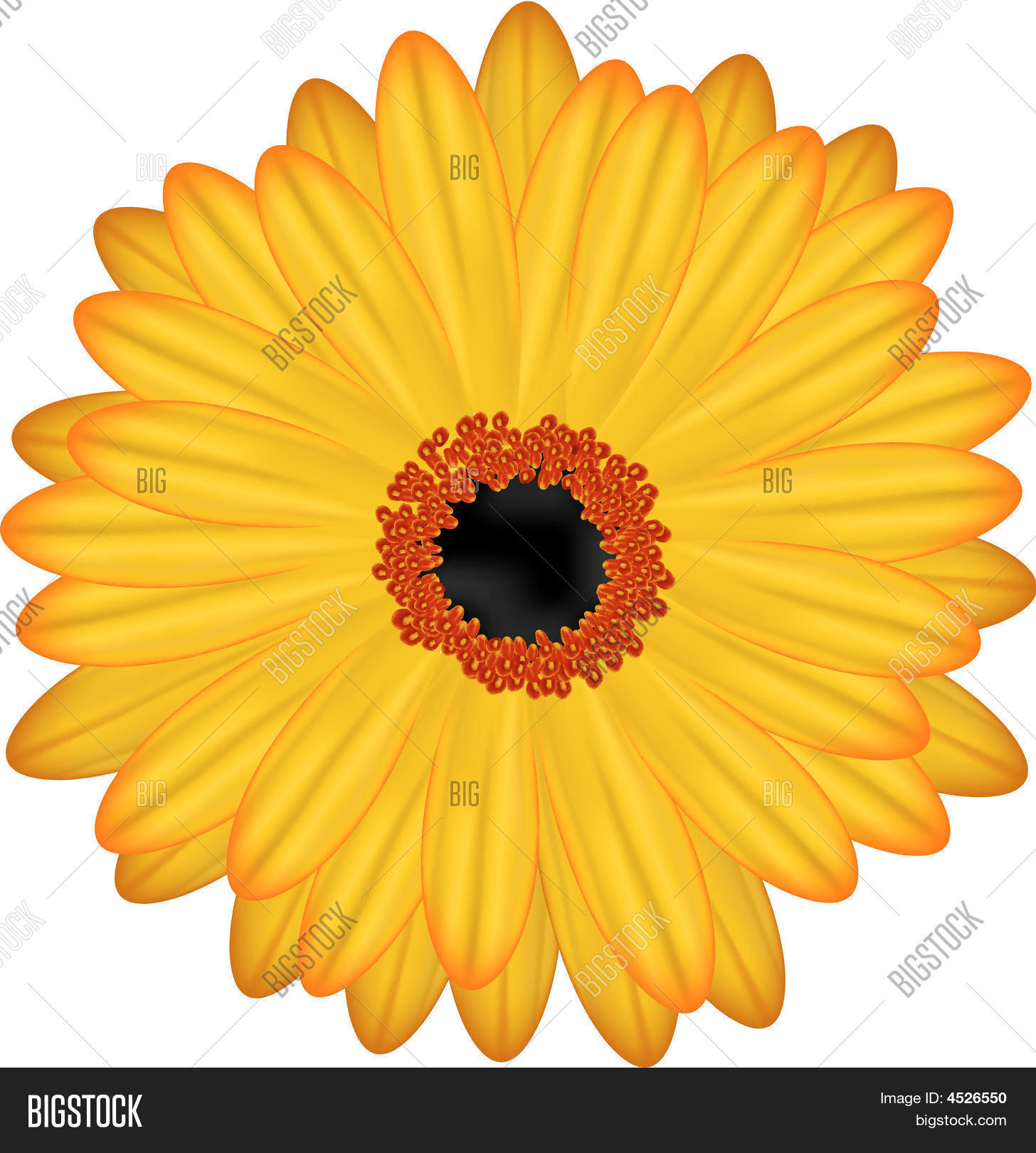 Gerbera Vector Vector & Photo (Free Trial) | Bigstock