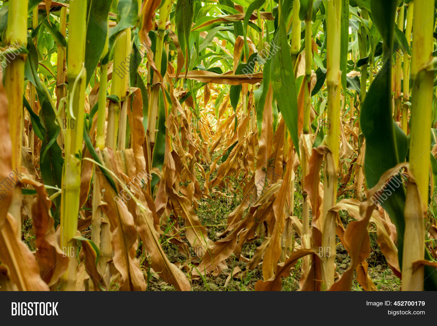 Maize Tree Row Harvest Image & Photo (Free Trial) | Bigstock