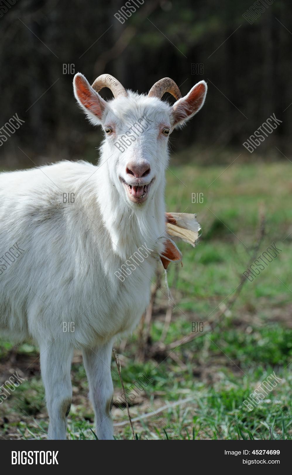 Bleating Goat Image & Photo (Free Trial) | Bigstock