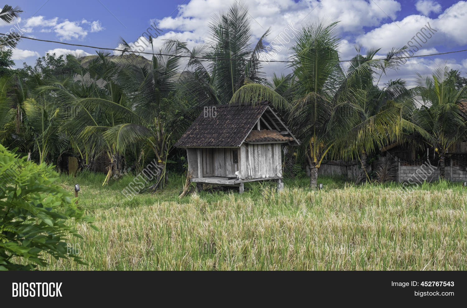 Old Shack Middle Rice Image & Photo (Free Trial) | Bigstock