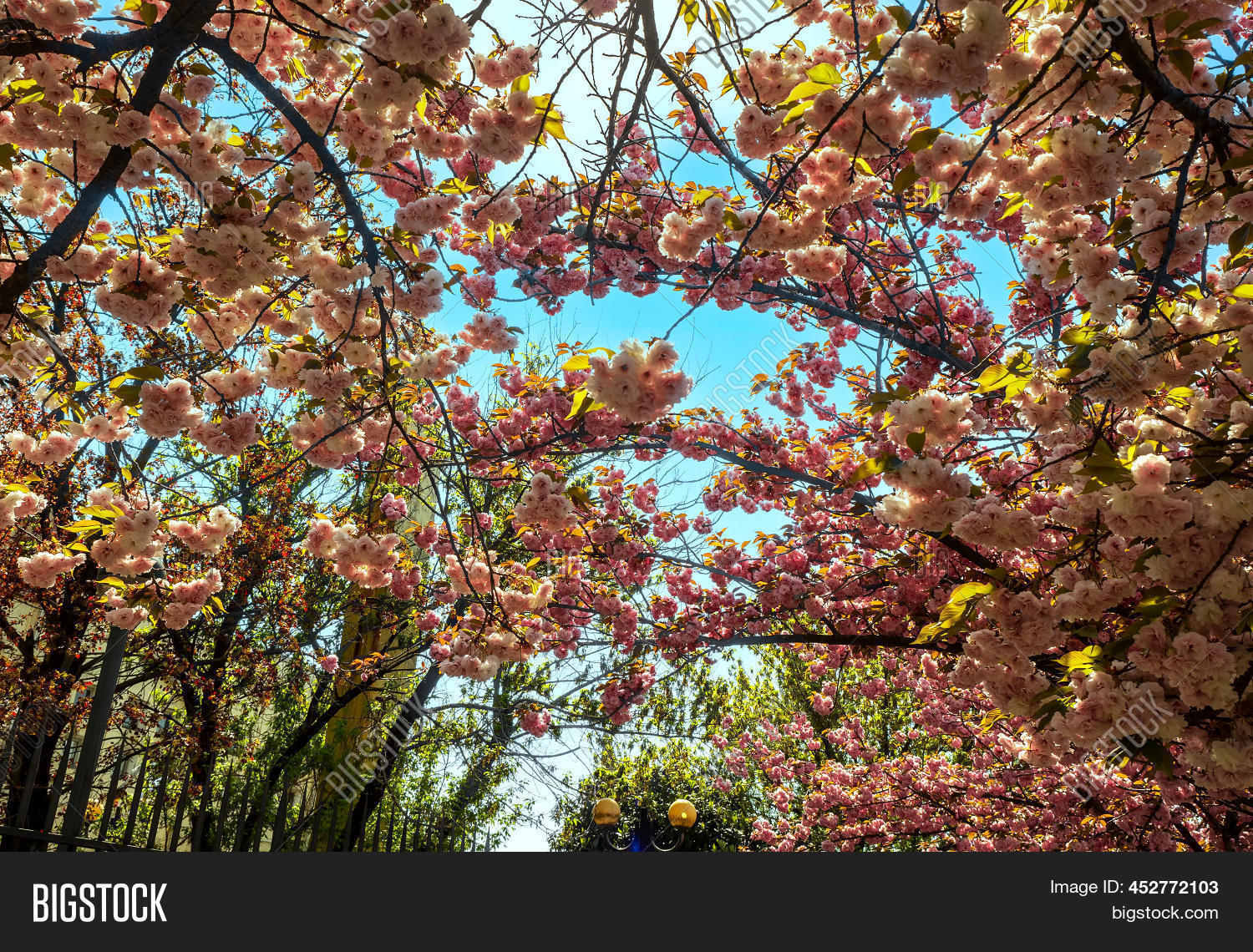 Intertwining Branches Image & Photo (Free Trial) | Bigstock