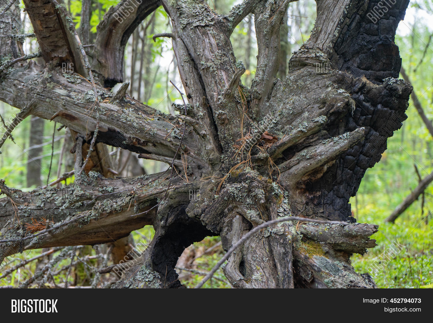 Remains Tree-dry Dead Image & Photo (Free Trial) | Bigstock