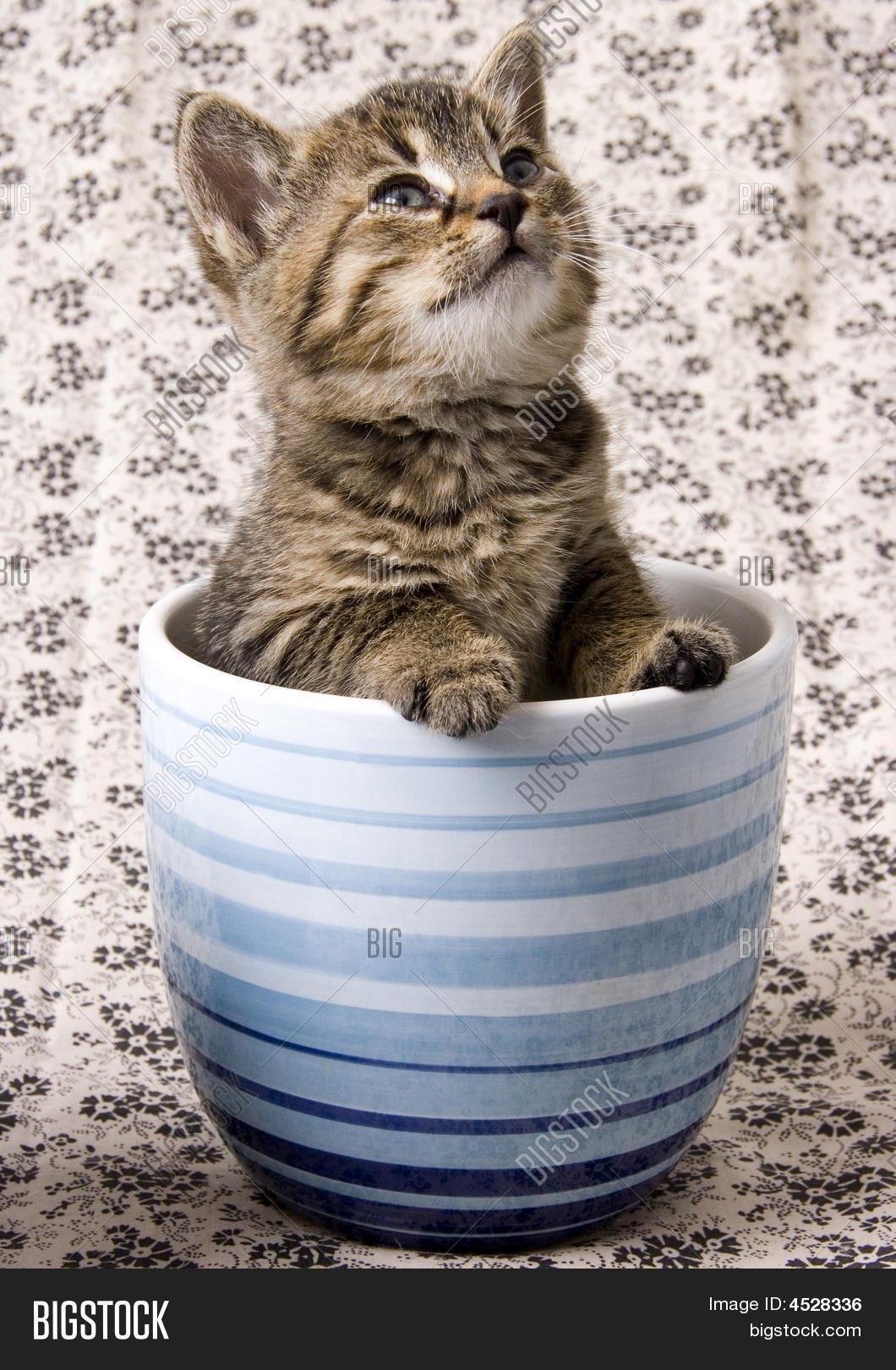 Cat Cup Image & Photo (Free Trial) | Bigstock