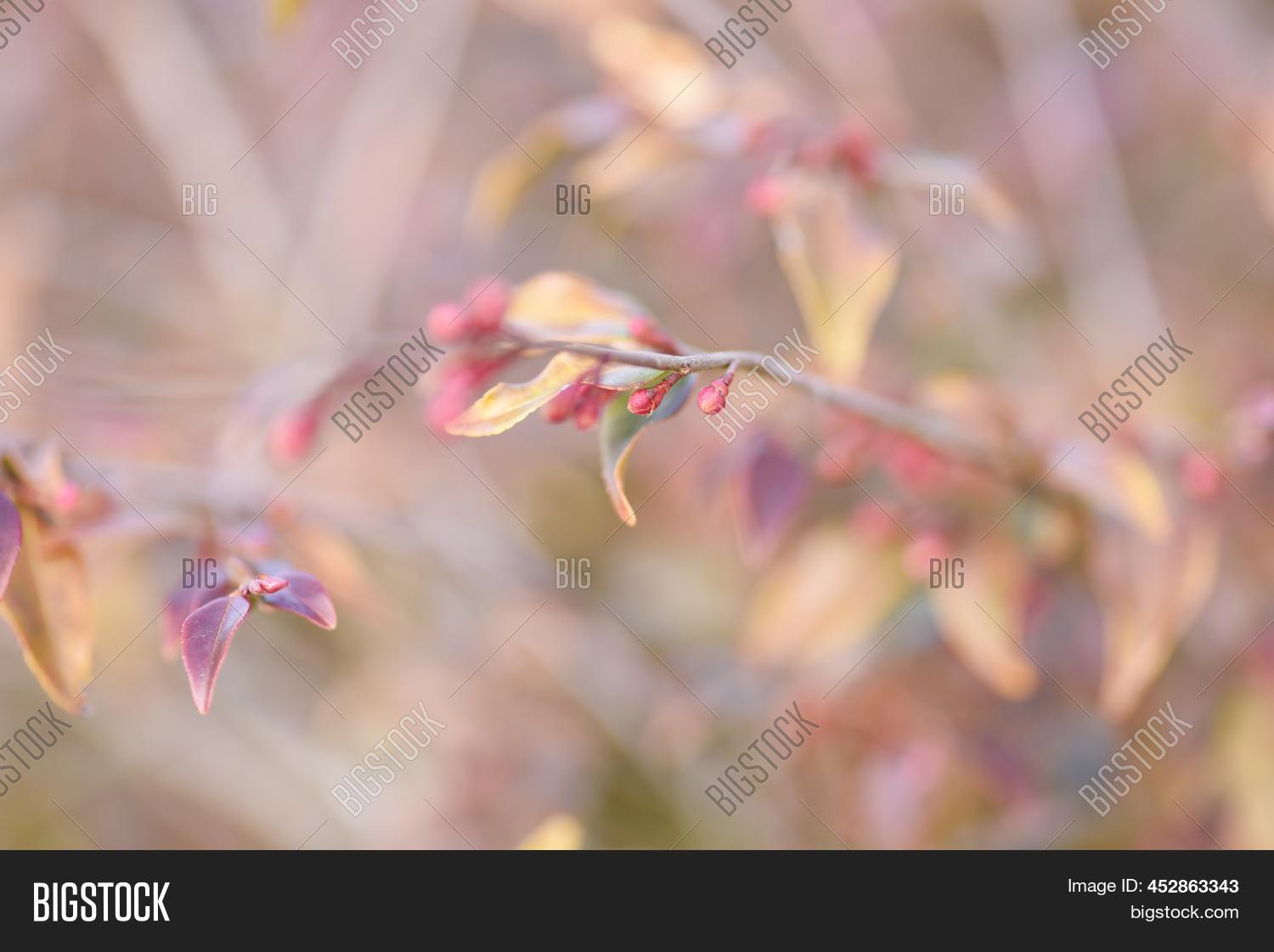Camellia'elina Cascade Image & Photo (Free Trial) | Bigstock