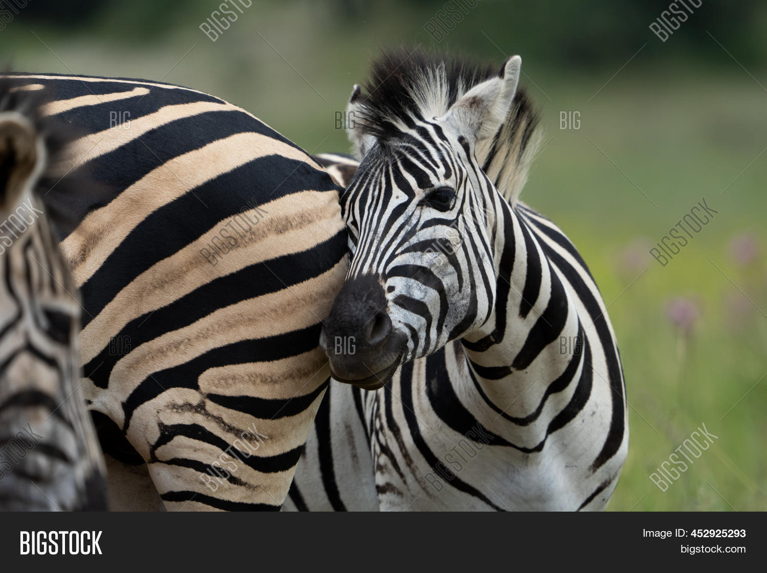 Zebra Grooming Image & Photo (Free Trial) | Bigstock