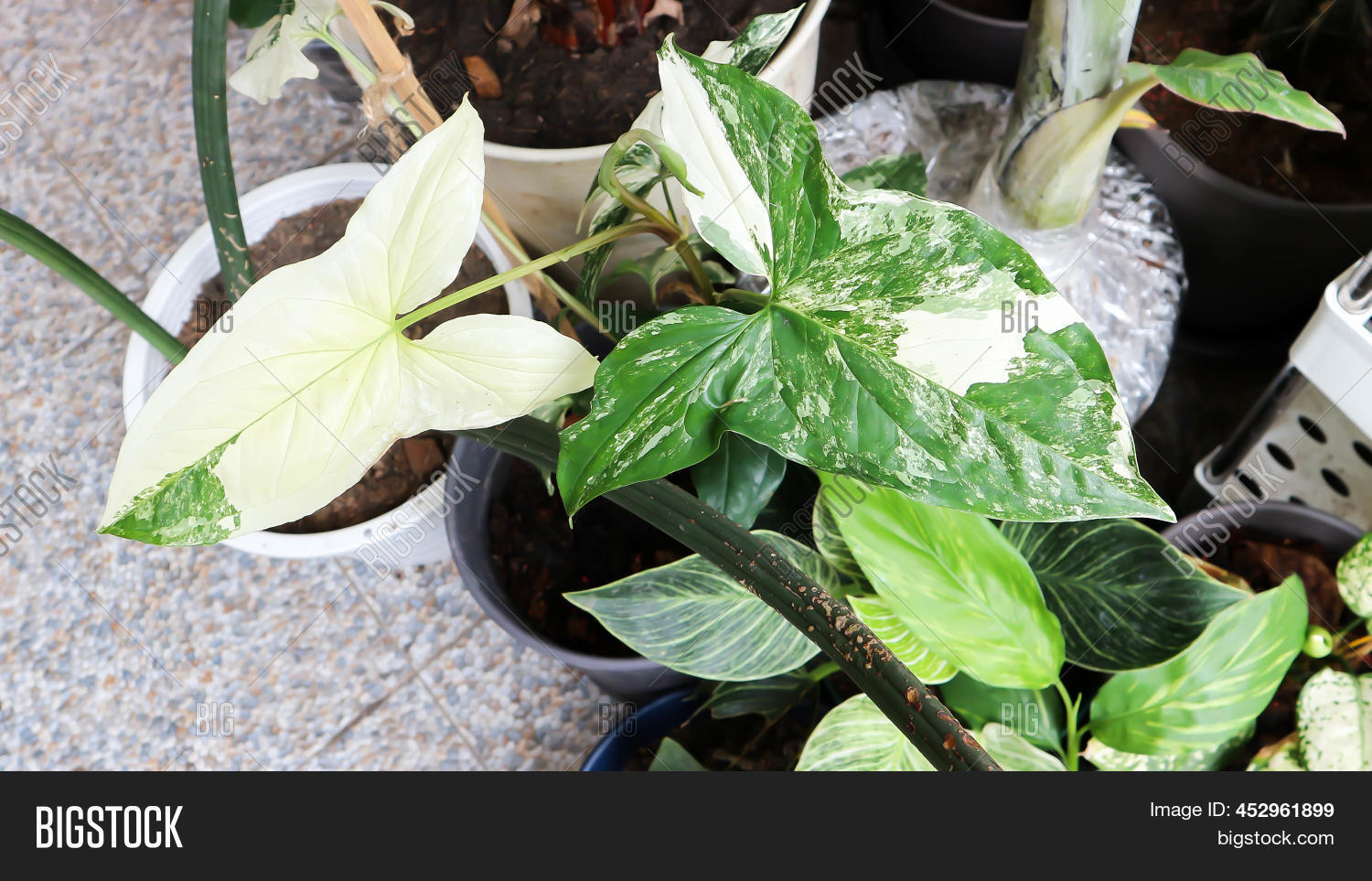 Syngonium Podophyllum Image & Photo (Free Trial) | Bigstock