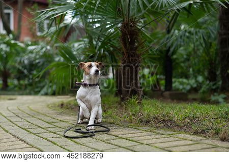 Dog Under Tree Images, Illustrations & Vectors (Free) - Bigstock