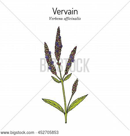 Common Vervain Vector & Photo (Free Trial) | Bigstock