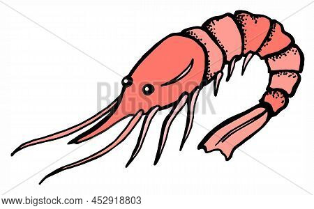 Shrimp, Prawn, Vector & Photo (Free Trial) | Bigstock