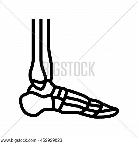 Ankle Bone Line Icon Vector & Photo (Free Trial) | Bigstock