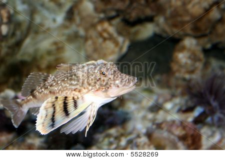 Northern Sea Robin ( Image & Photo (Free Trial) | Bigstock