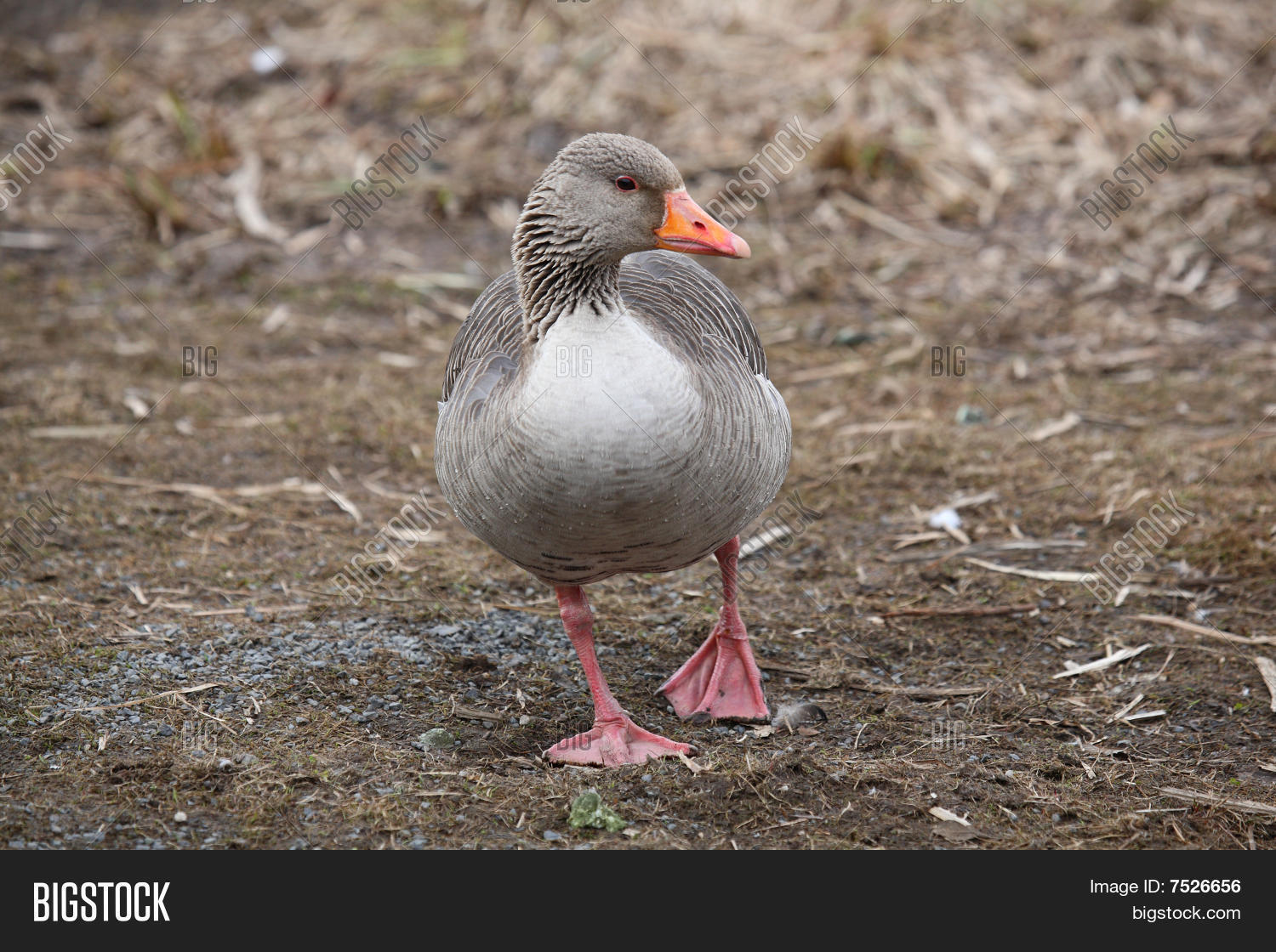 Walking Goose Image & Photo (Free Trial) | Bigstock