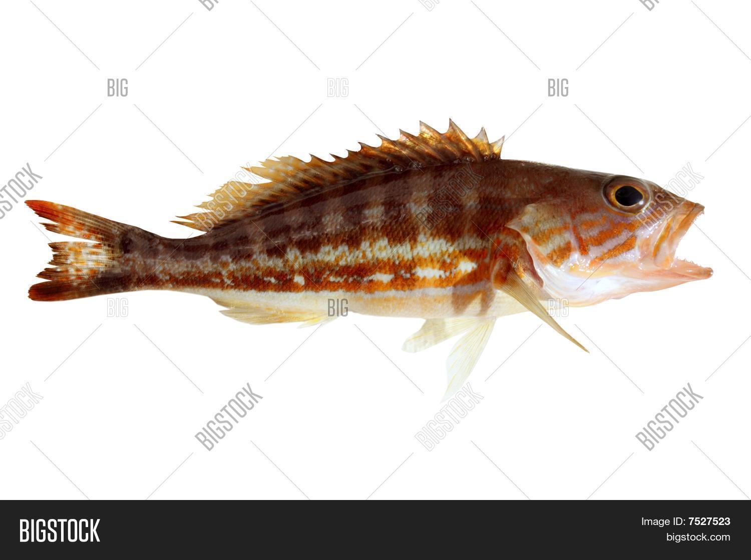 Comber Fish Image & Photo (Free Trial) | Bigstock