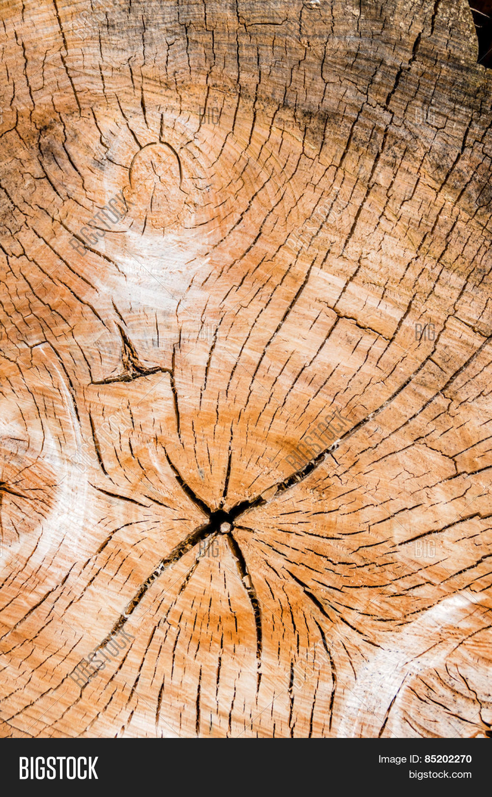 Annual Rings On Tree Image & Photo (Free Trial) | Bigstock