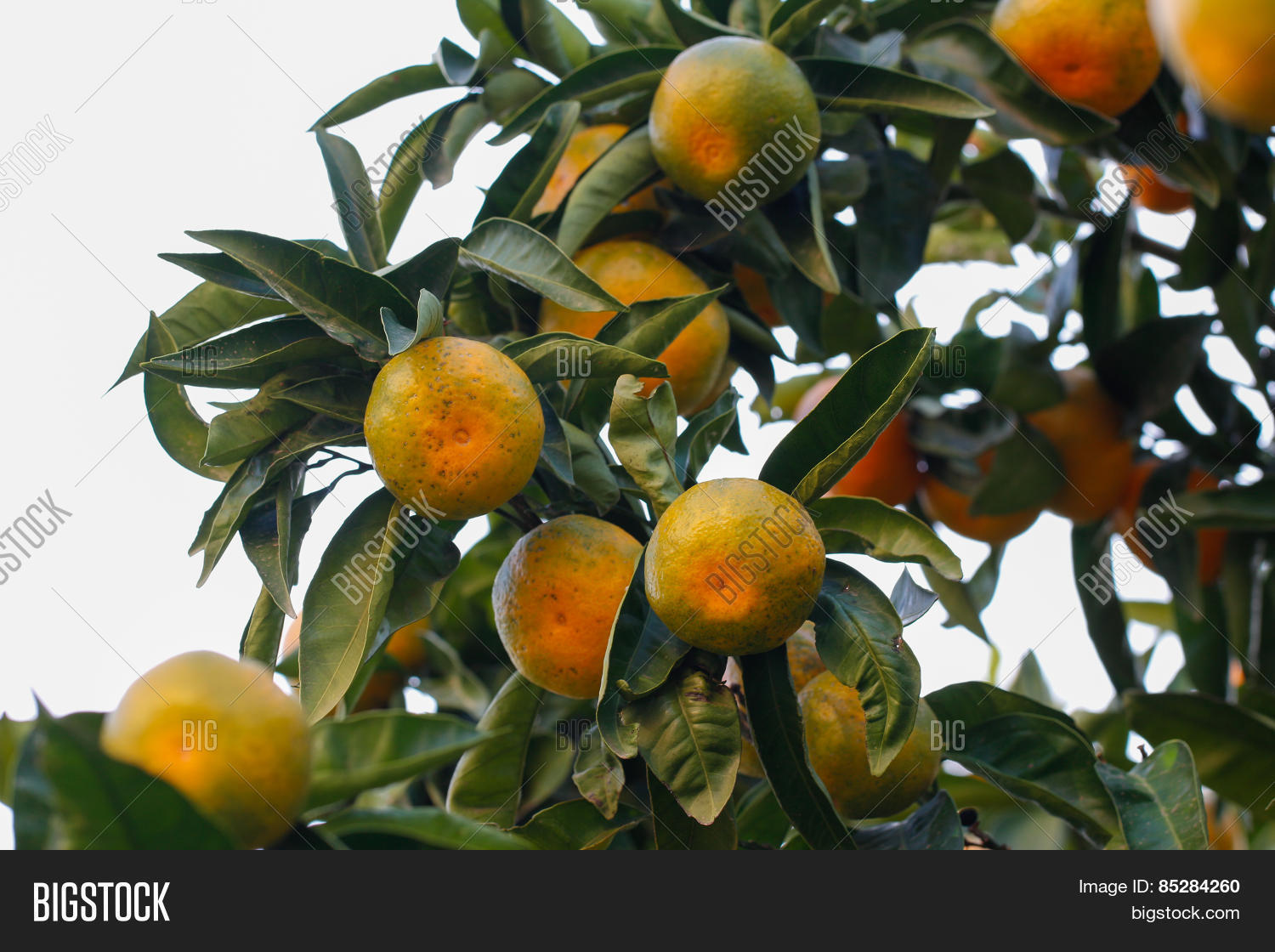 Tangerine On Tree Image & Photo (Free Trial) | Bigstock