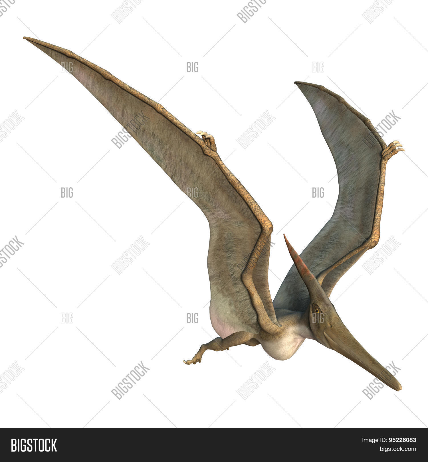 Pteranodon Image & Photo (Free Trial) | Bigstock