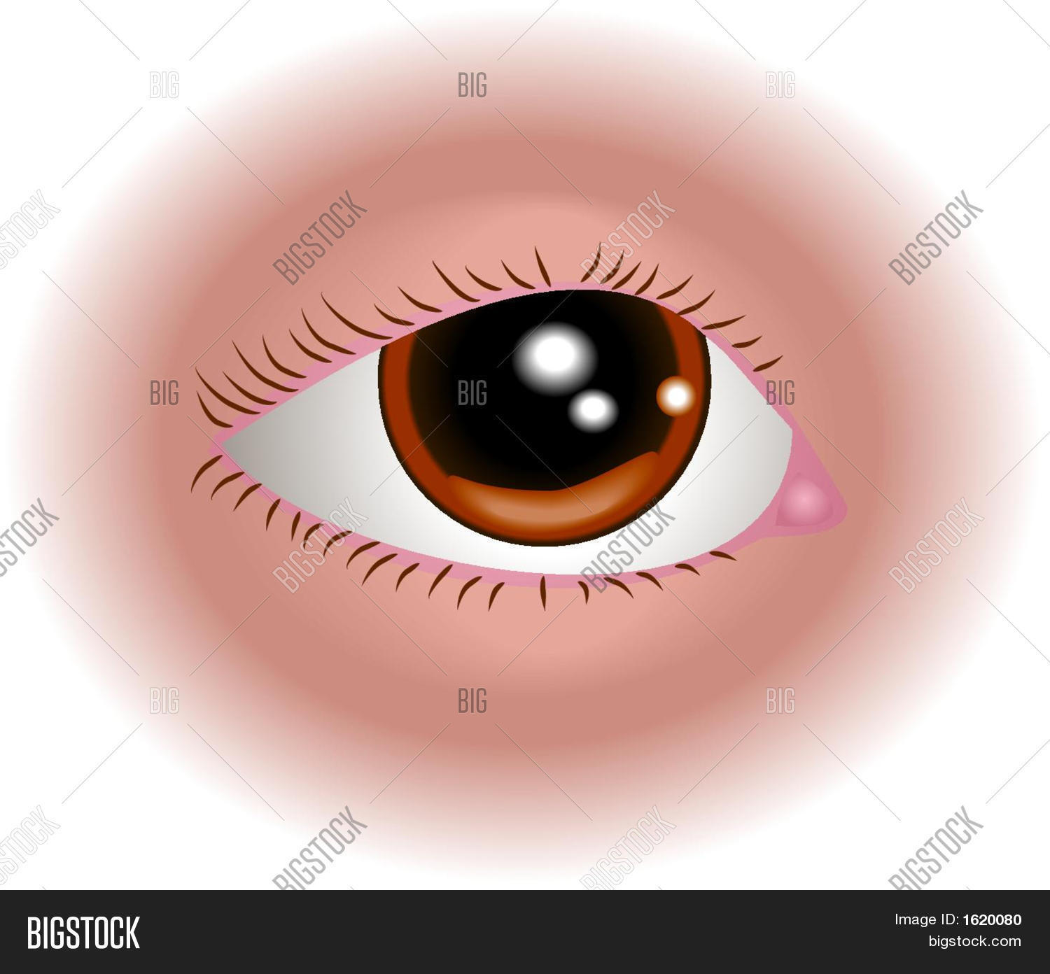 Body Parts Eye Vector & Photo (Free Trial) | Bigstock