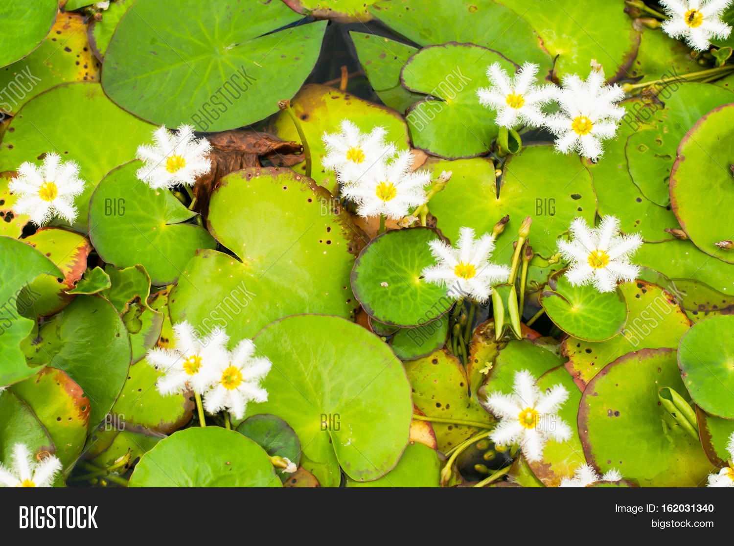 Little Lotus Water Image & Photo (Free Trial) | Bigstock