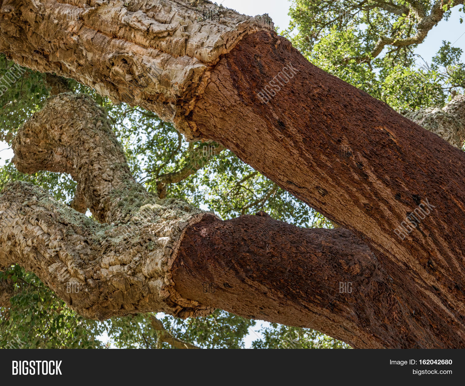 Stripped Trees That Image & Photo (Free Trial) | Bigstock