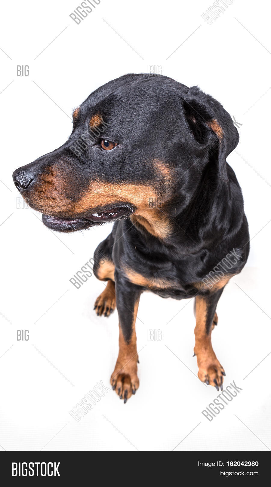 Unsure Questioning Dog Image & Photo (Free Trial) | Bigstock