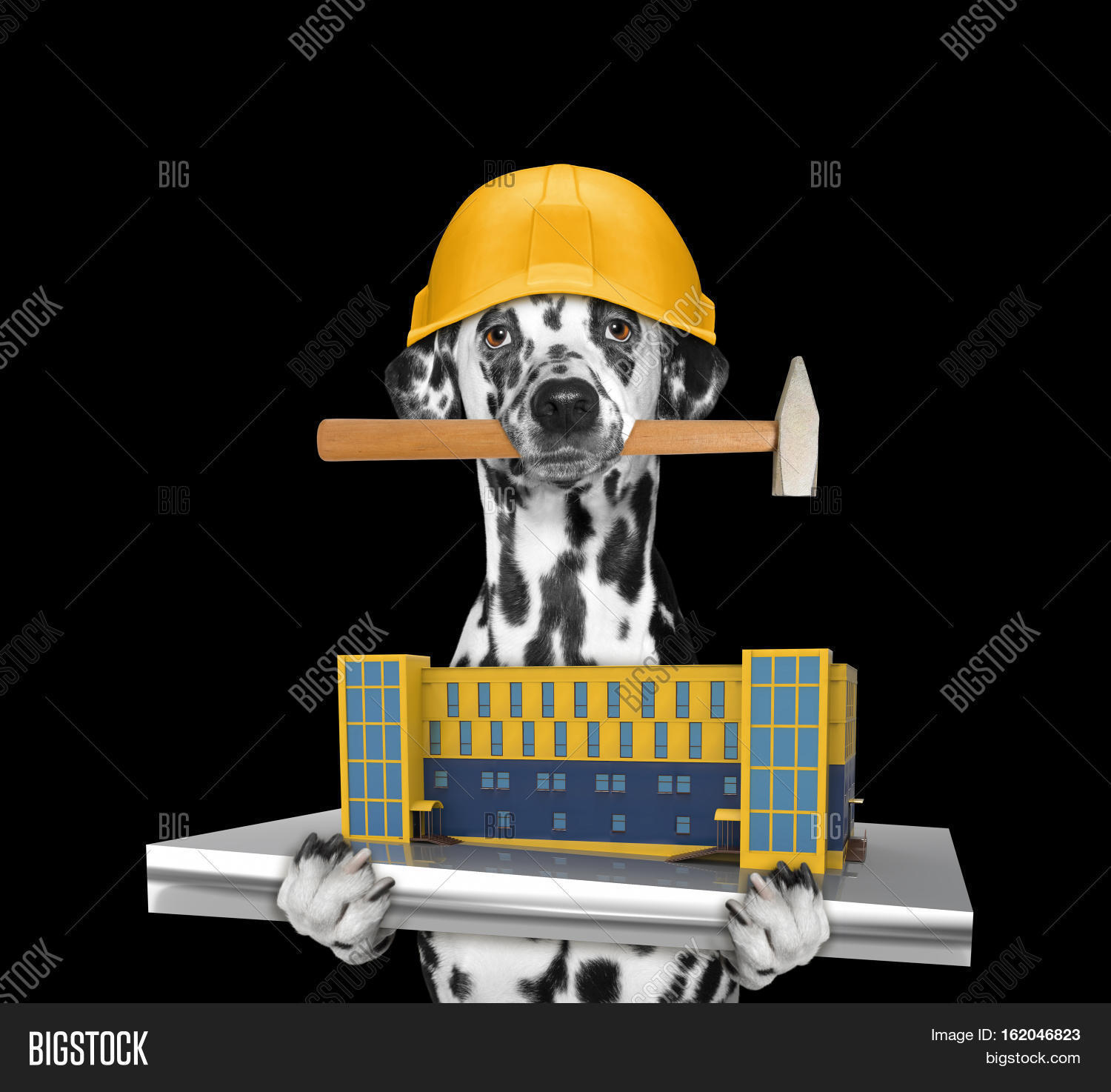 Dog Builder Holding Image & Photo (Free Trial) | Bigstock