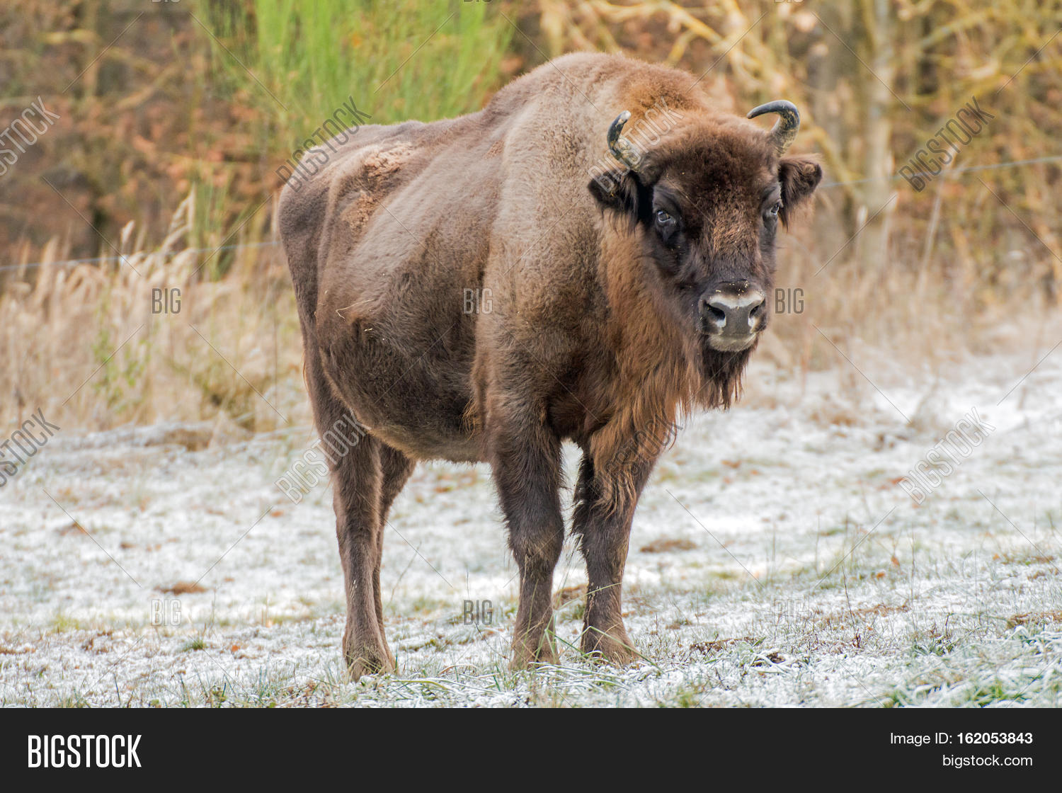 Portrait Wisent Image & Photo (Free Trial) | Bigstock
