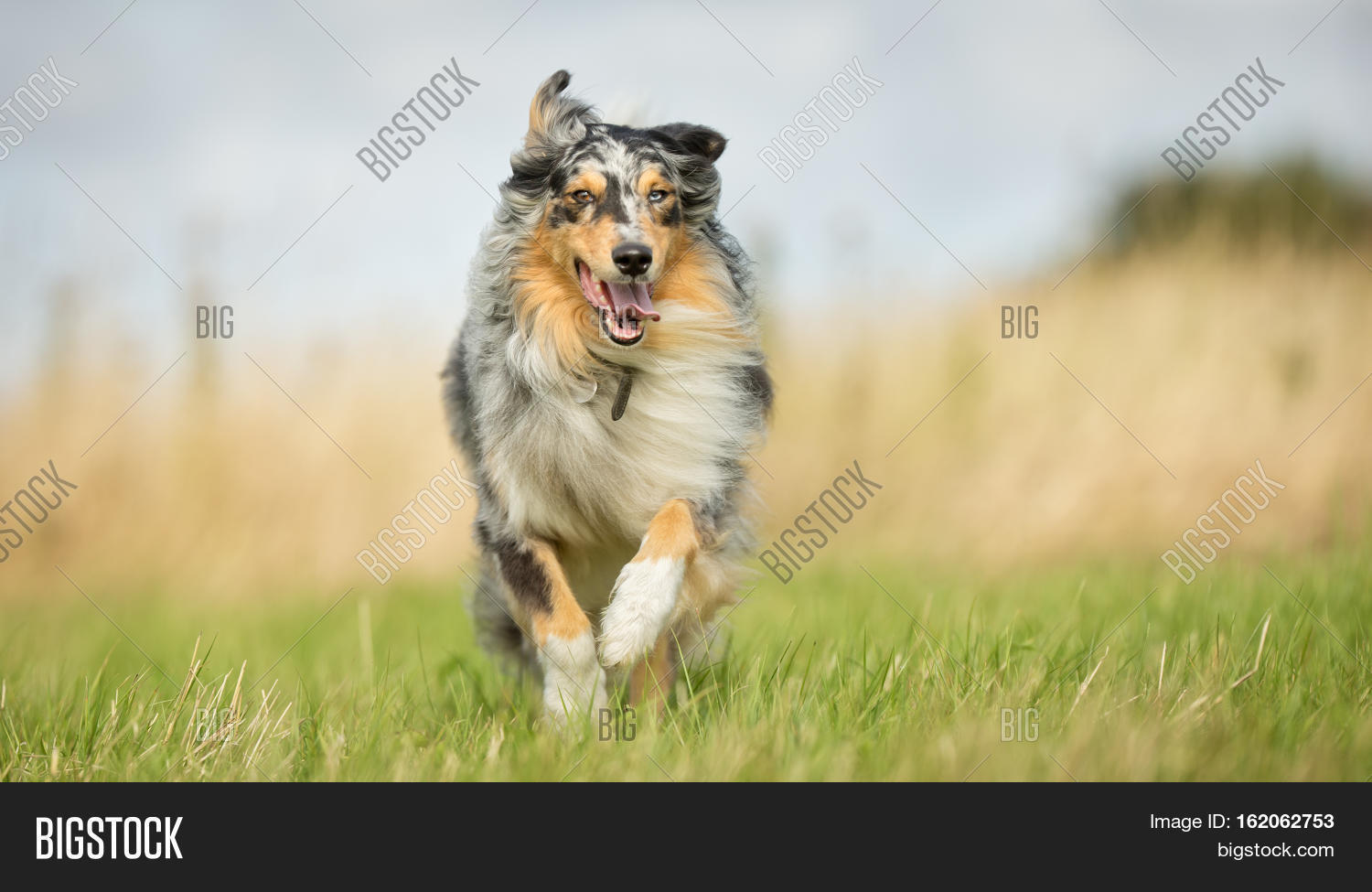 Multicolored Dog Image & Photo (Free Trial) | Bigstock