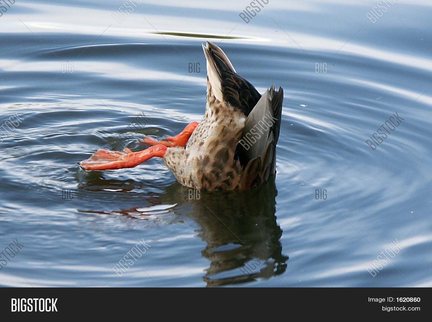 Duck Upside Down Image & Photo (Free Trial) | Bigstock