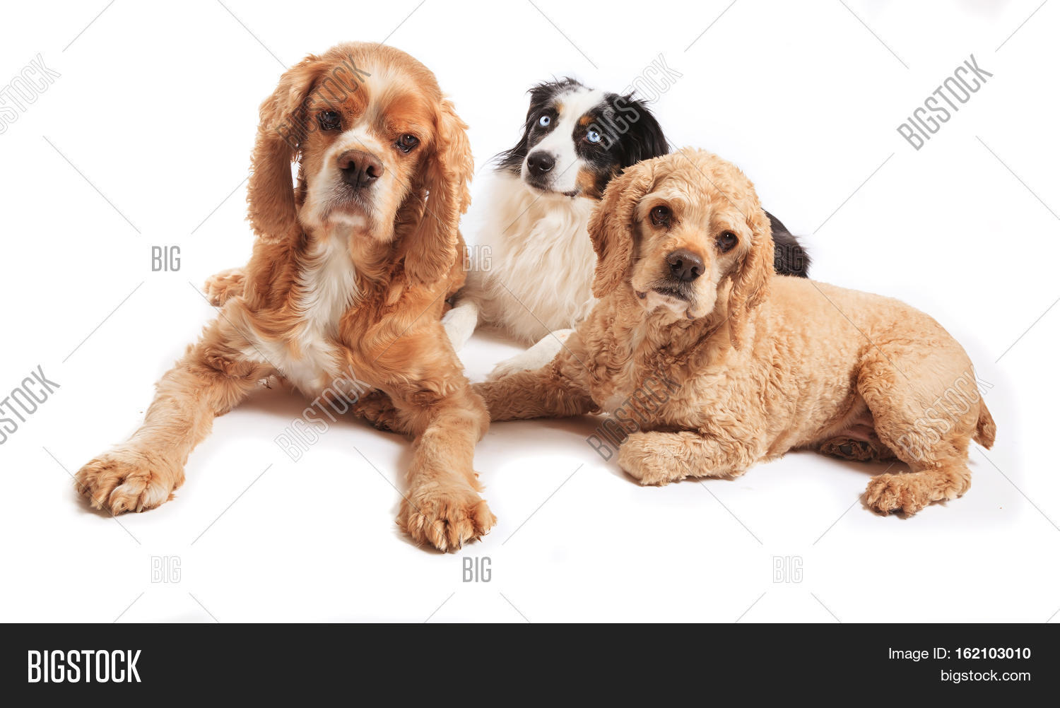 Three Pet Dogs, Image & Photo (Free Trial) | Bigstock