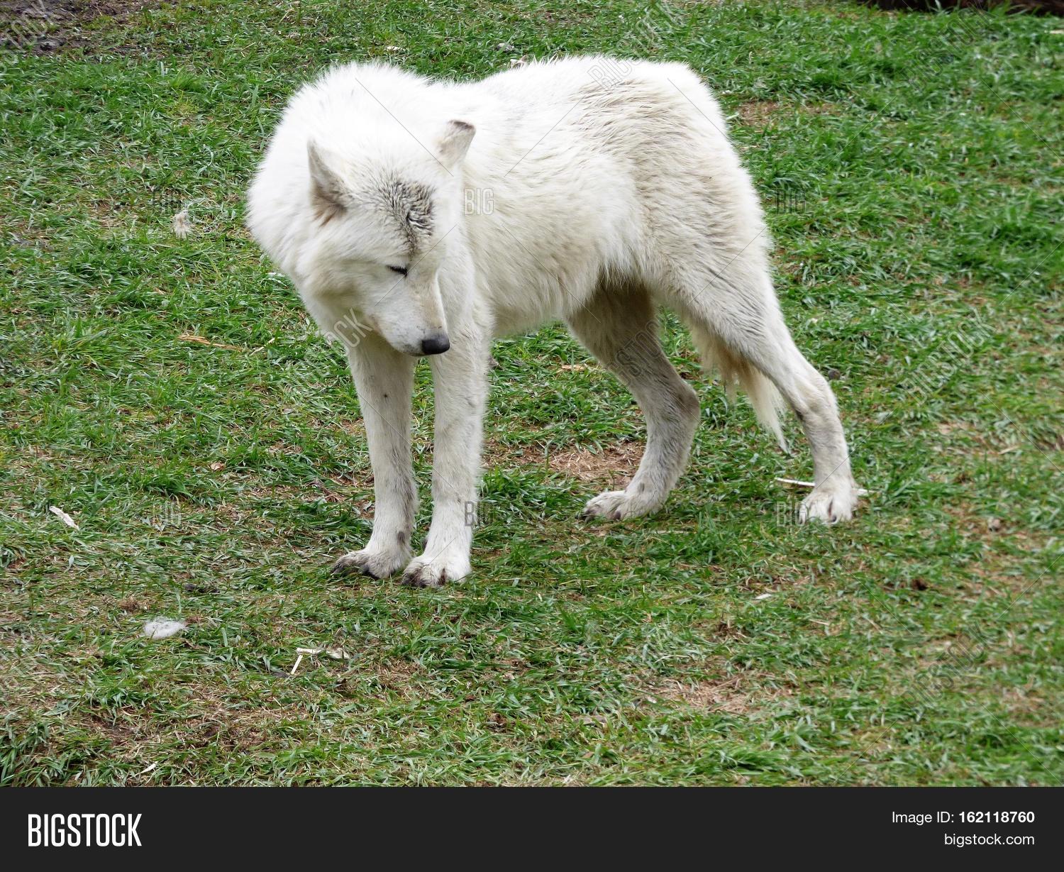 Picture Lone Gray Wolf Image & Photo (Free Trial) | Bigstock
