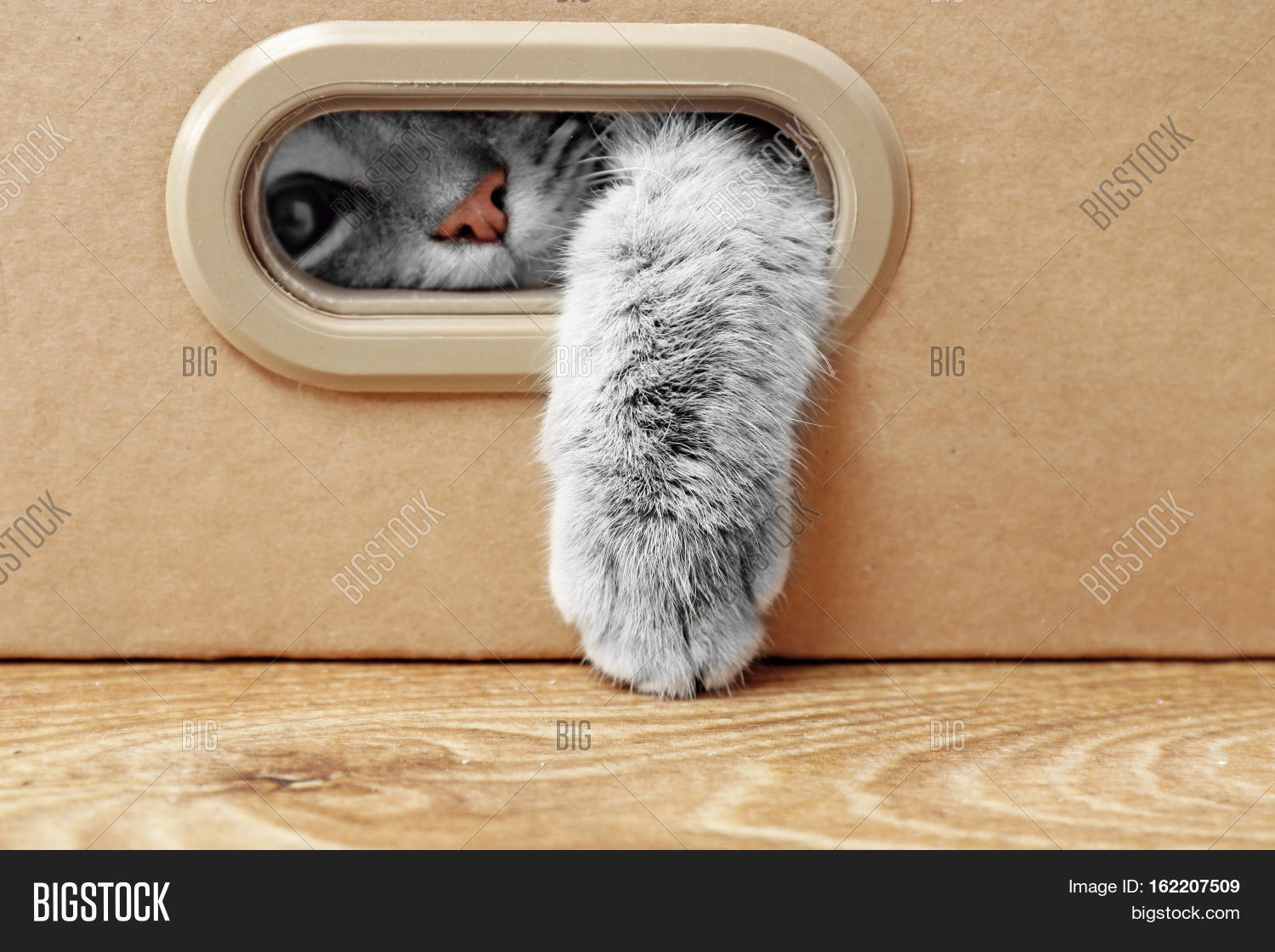 Cute Cat Cardboard Box Image & Photo (Free Trial) | Bigstock