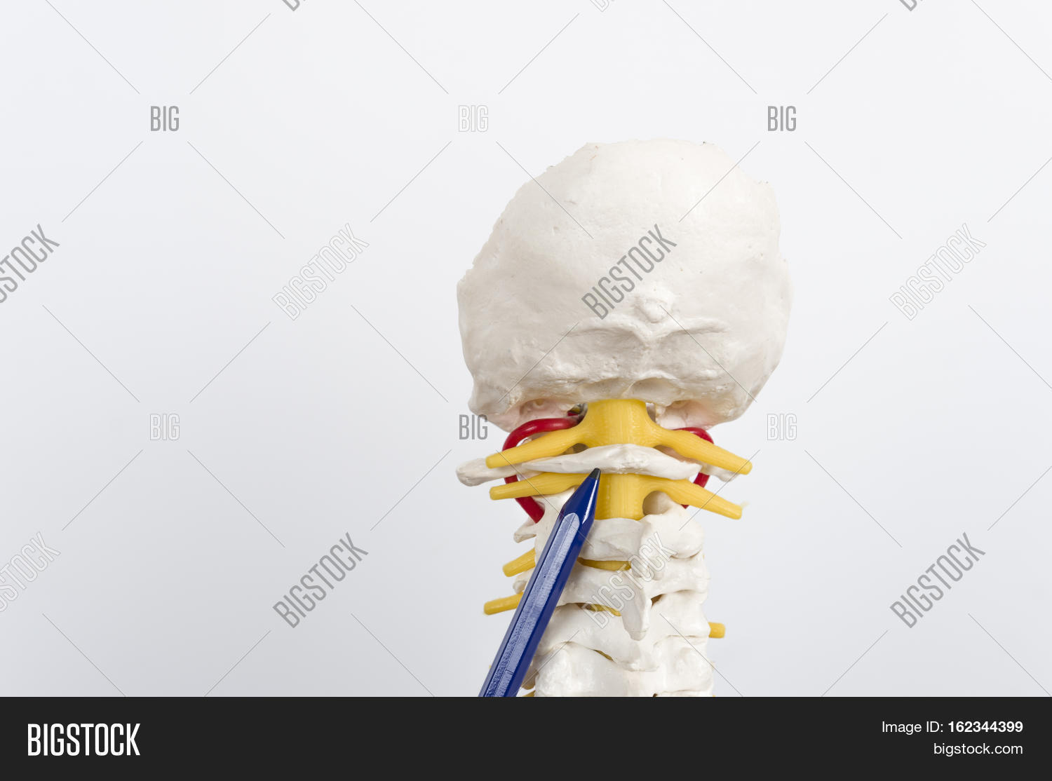 Doctor Showing Atlas Image & Photo (Free Trial) | Bigstock