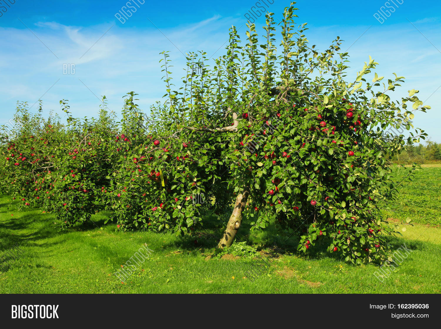 Apple Trees Bending Image & Photo (Free Trial) | Bigstock