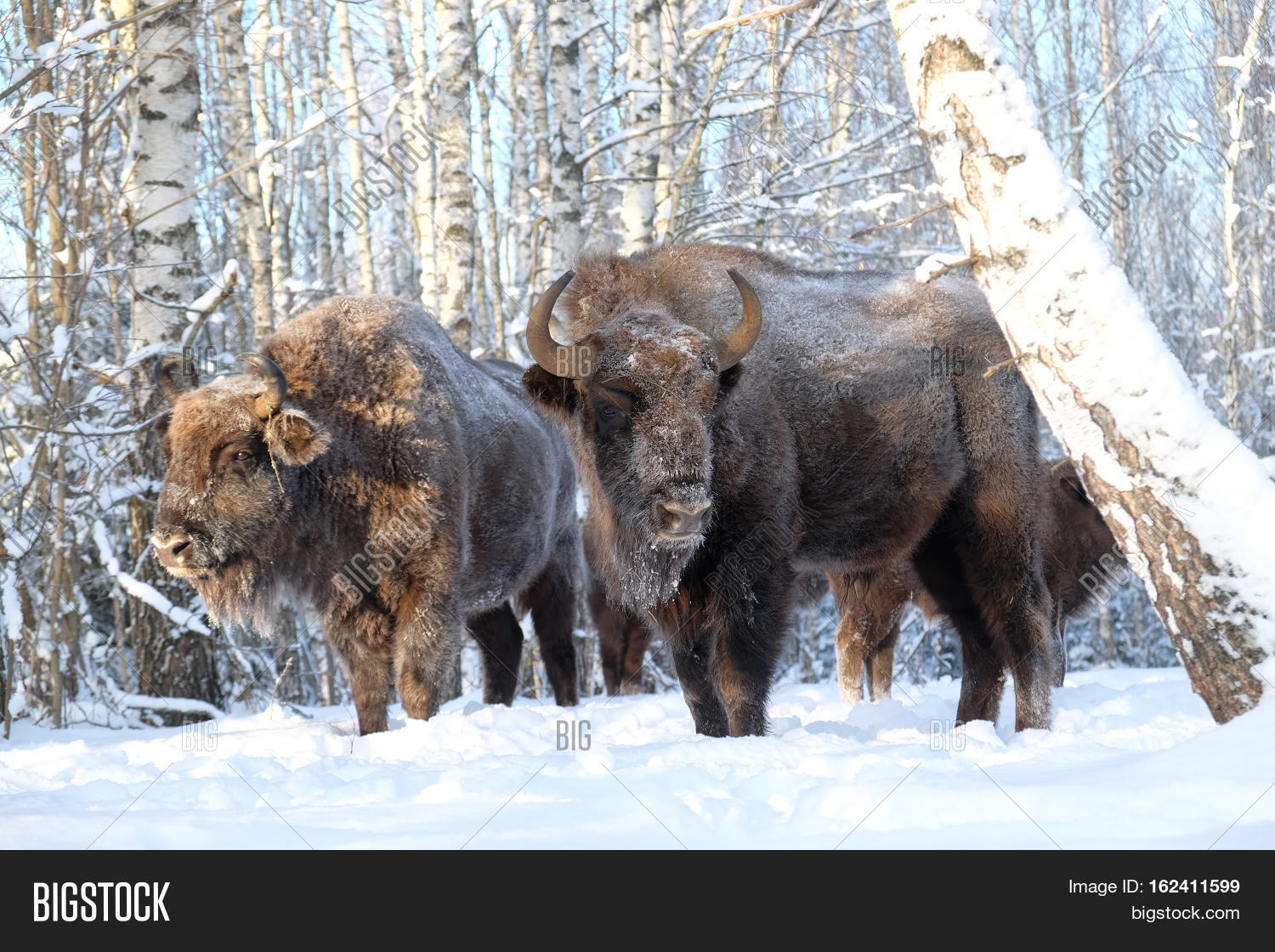 European Bison Family Image & Photo (Free Trial) | Bigstock