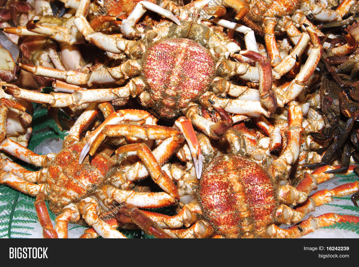 Pile Cribs Spider- Image & Photo (Free Trial) | Bigstock