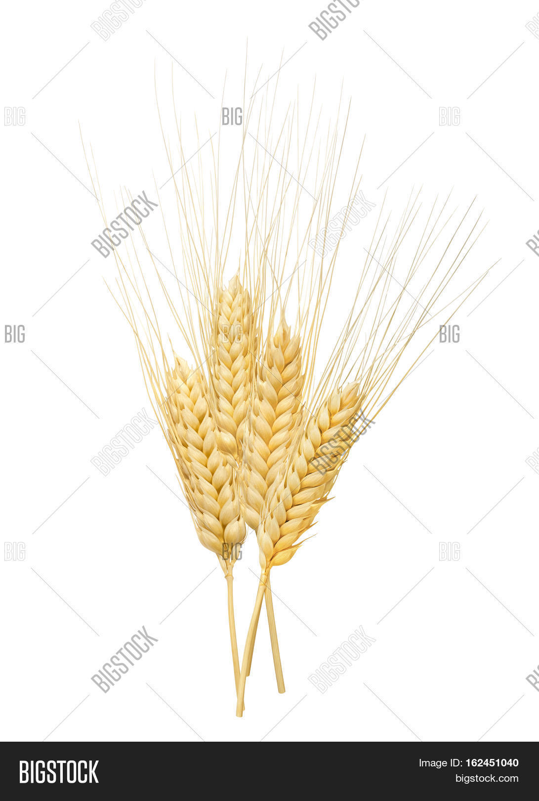Vertical Wheat Ears Image & Photo (Free Trial) | Bigstock