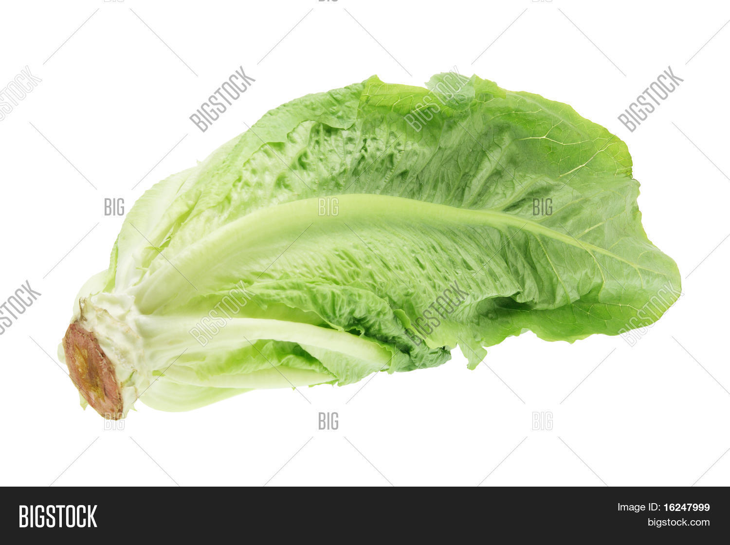 Cos Lettuce Image & Photo (Free Trial) | Bigstock