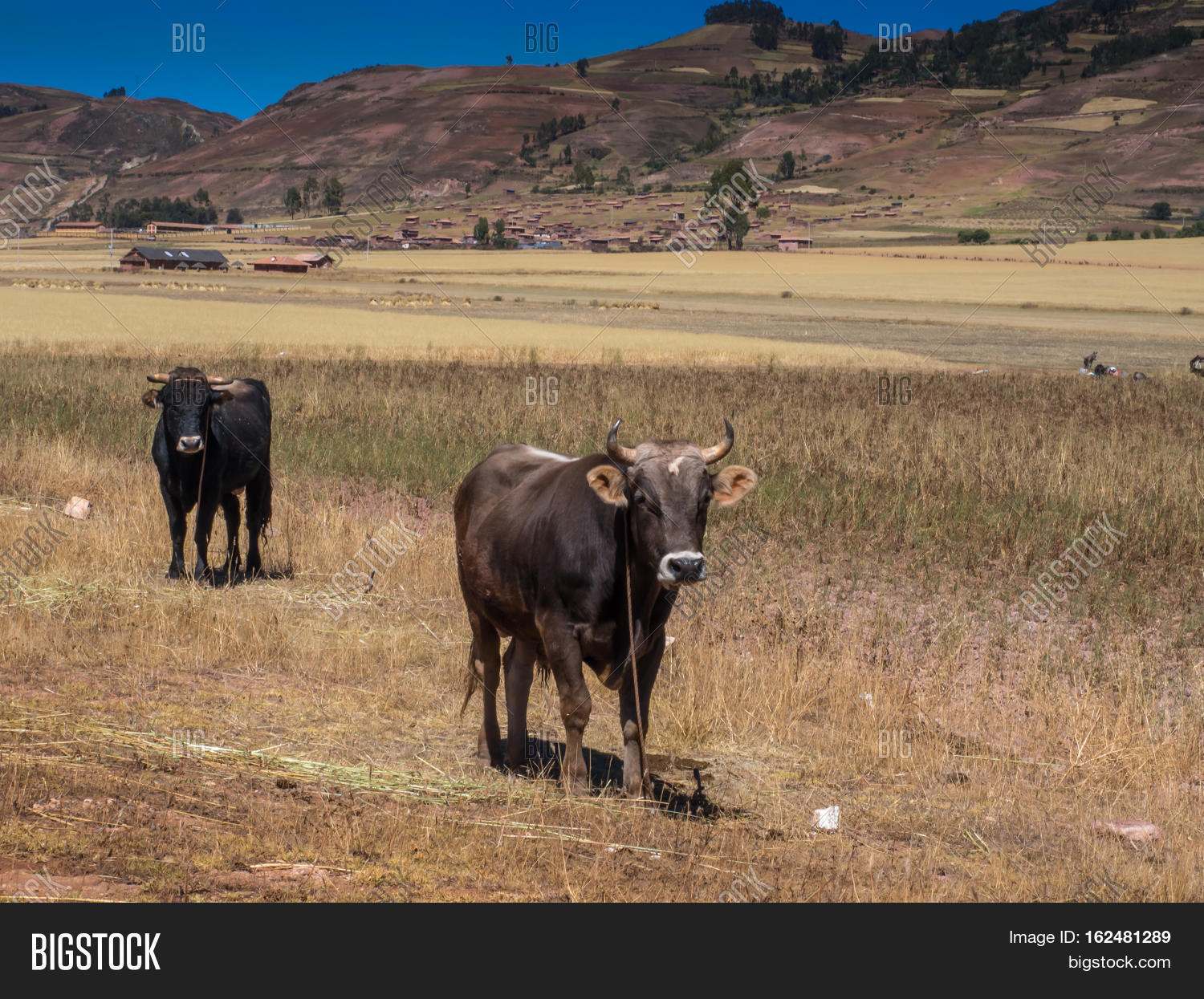 Cows Peruvian Andes Image & Photo (Free Trial) | Bigstock