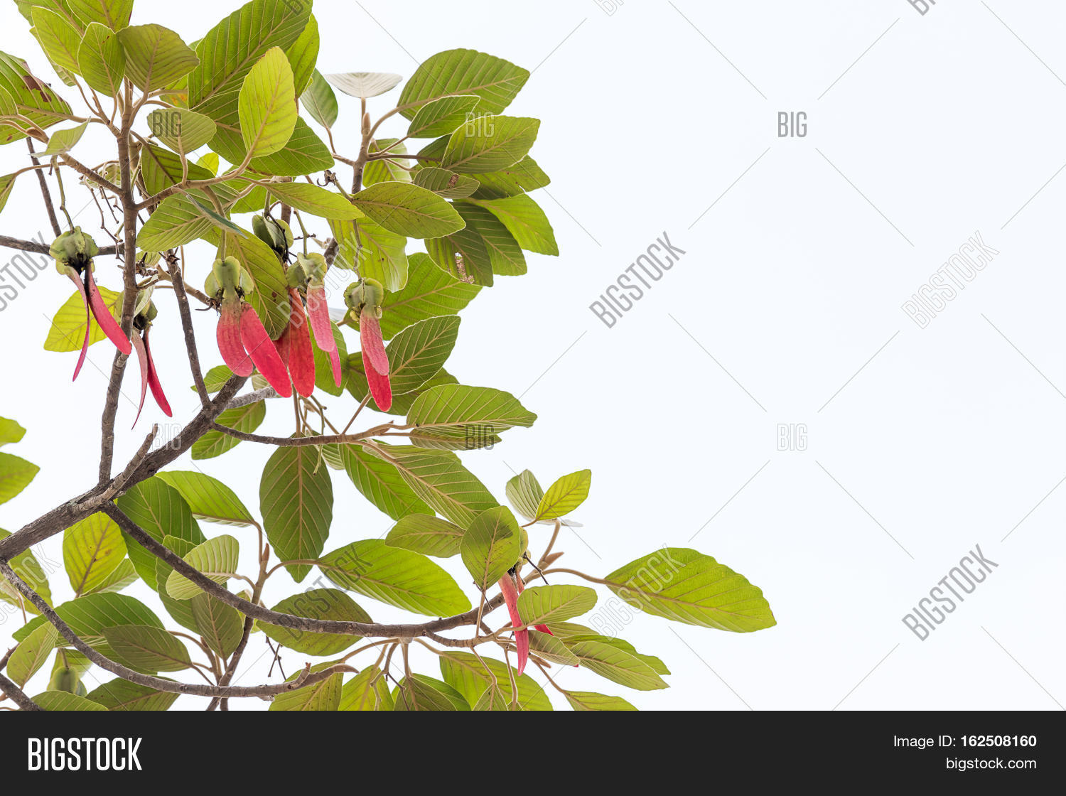 Dipterocarpus Alatus Image & Photo (Free Trial) | Bigstock