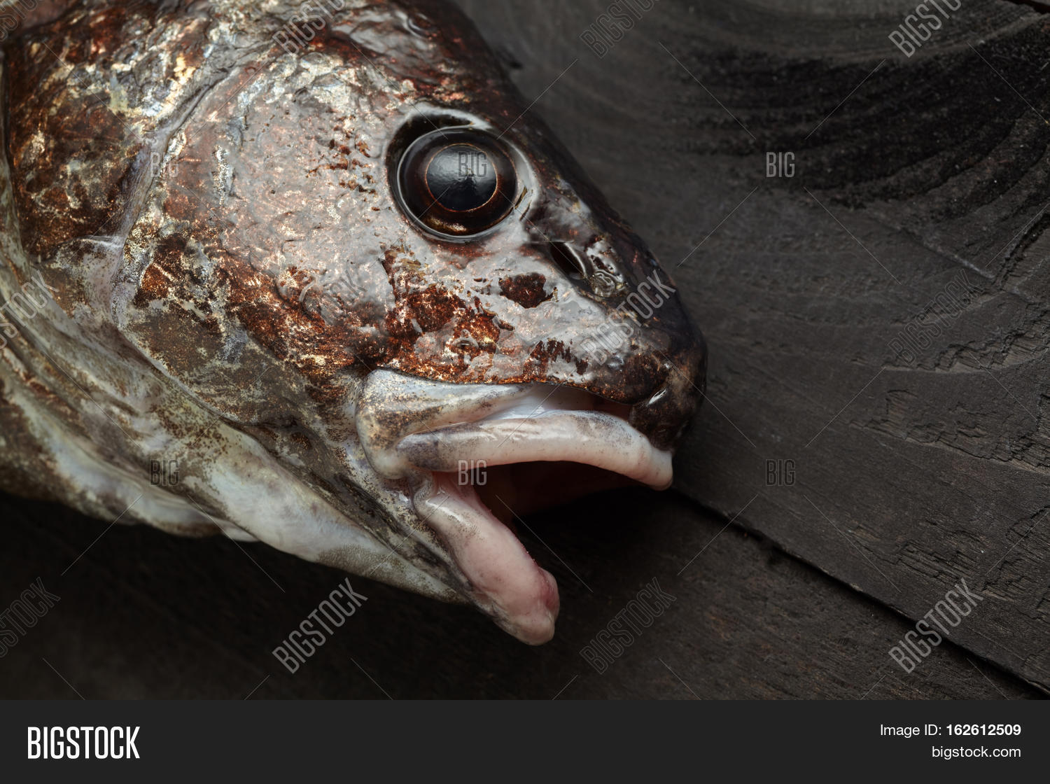 Sciaena Umbra Image & Photo (Free Trial) | Bigstock